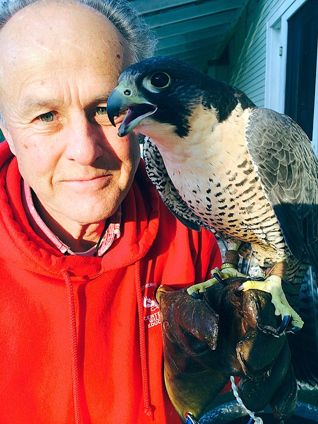 Expert falconer offers glimpse into raptors at Deer Lagoon | South ...