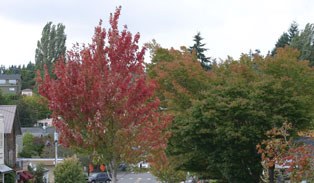 Planning board tries to define Langley landscaping | South Whidbey Record