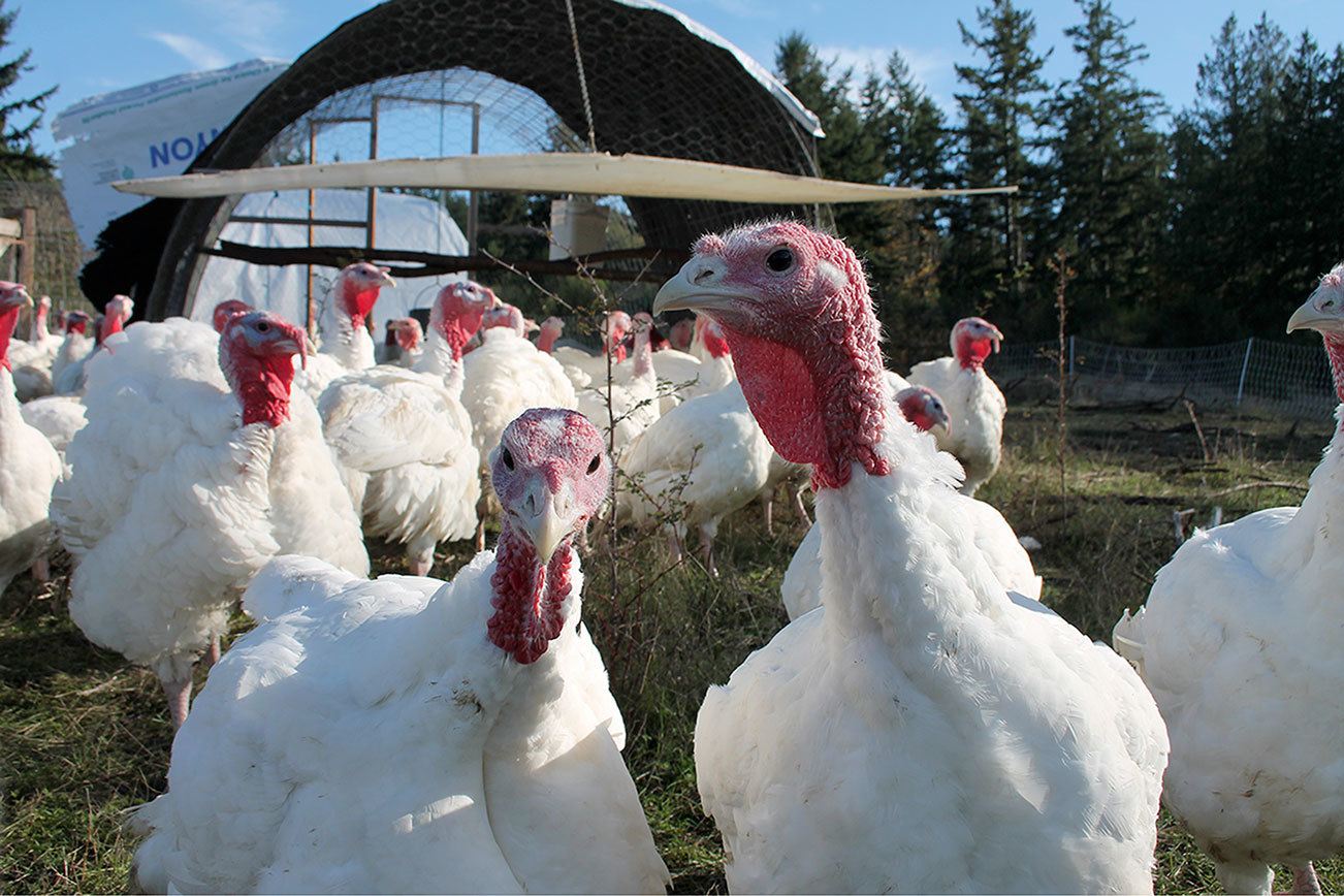 A sustainable Thanksgiving; raising local, pastured turkeys on a ...