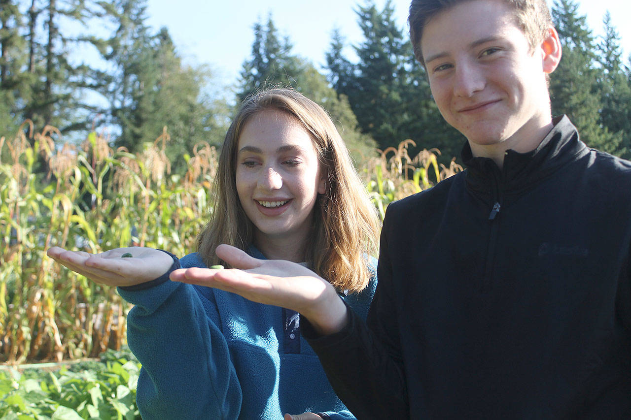 South Whidbey High School garden grows in popularity with students ...