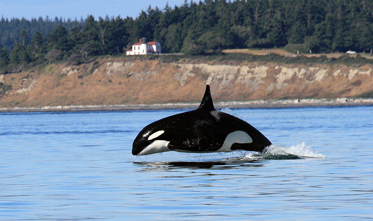 Uptick in sightings reassures whale experts | South Whidbey Record