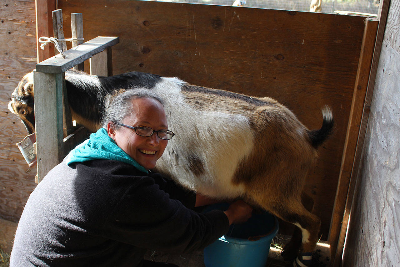 Goat University not kidding around | South Whidbey Record