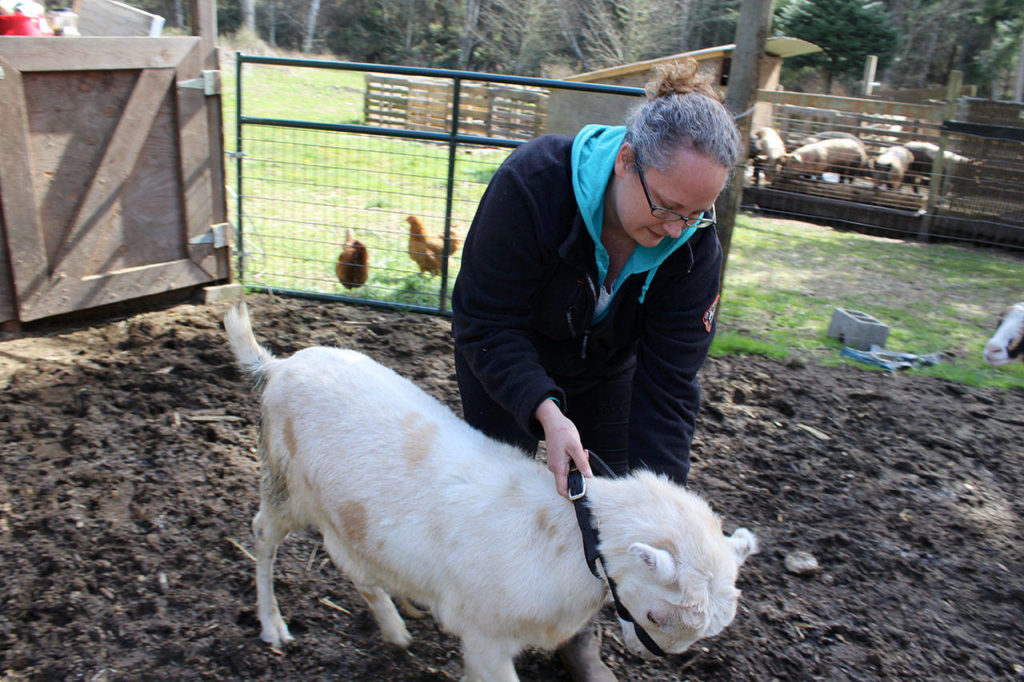 Goat University not kidding around | South Whidbey Record