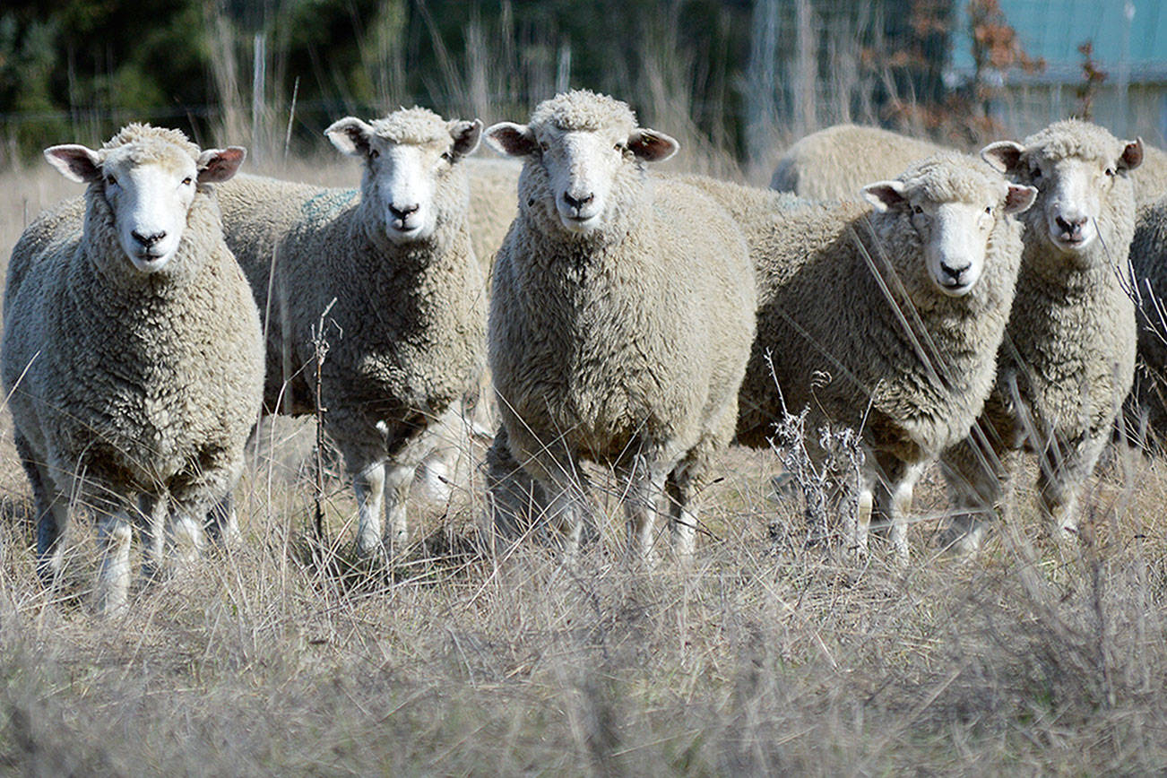 Pacific Rim Institute partnering with new 23-year-old sheep farmer ...