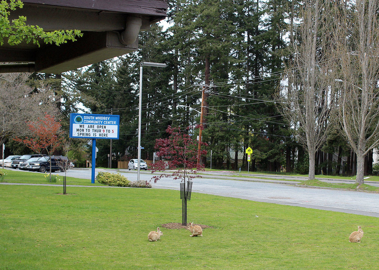 Canada’s deadly rabbit virus on the move | South Whidbey Record