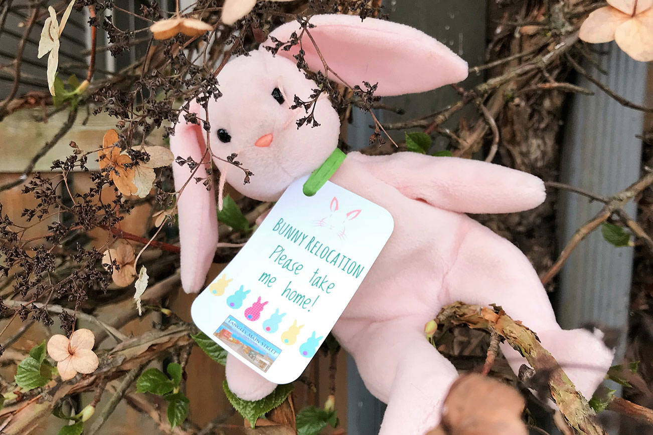 Wascally Wabbit a winner | South Whidbey Record