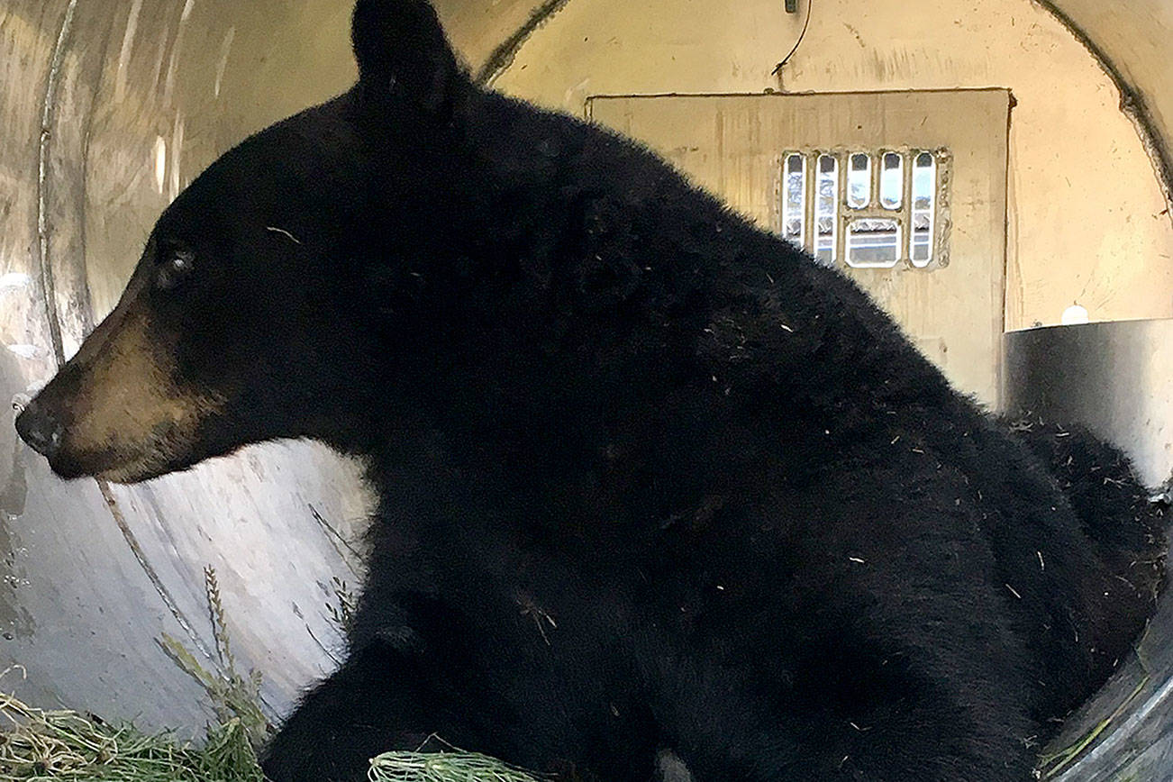 Island-hopping bear is caught and returned to wild | South Whidbey Record