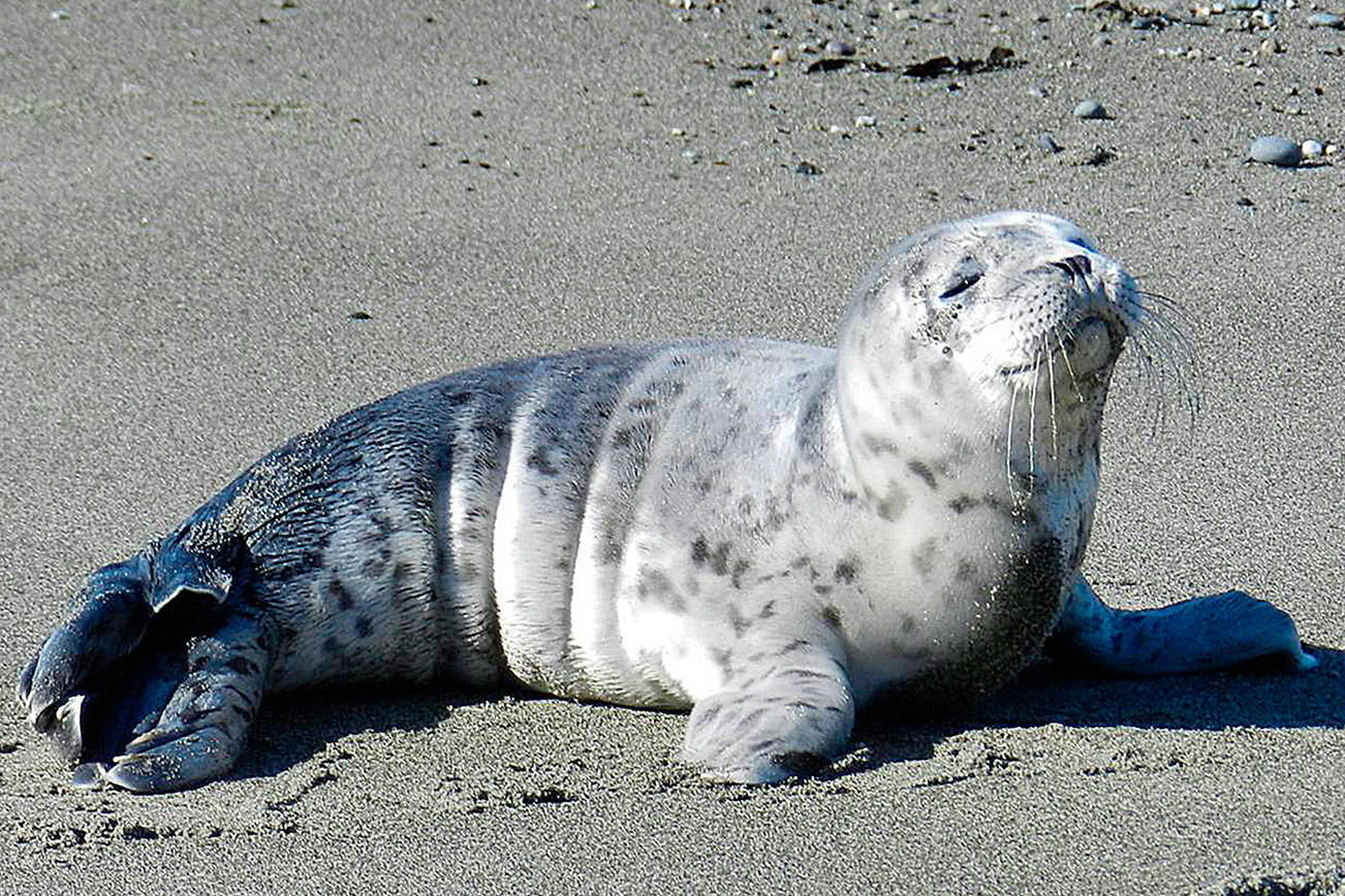 Hands off the baby seals | South Whidbey Record
