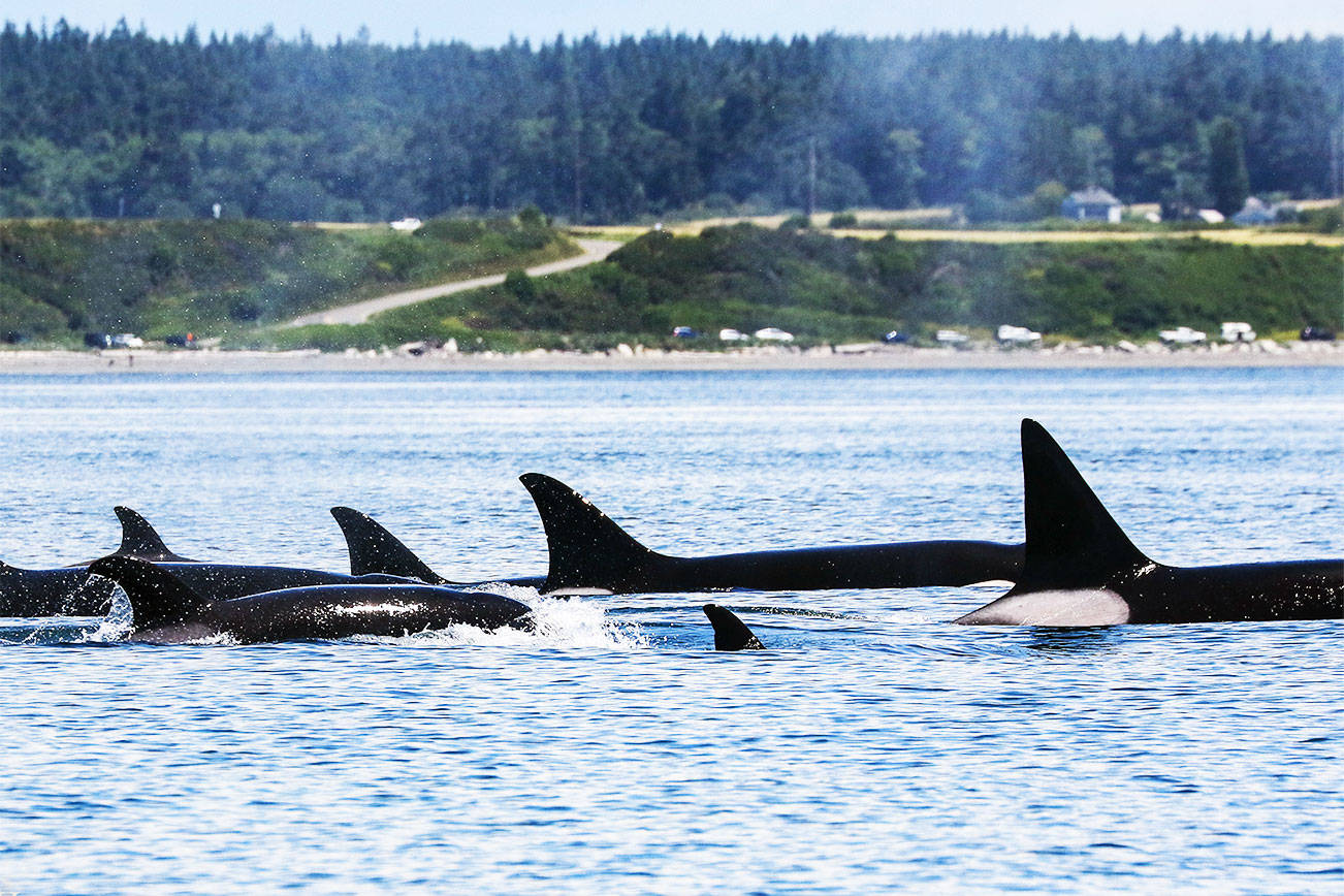 Group of orca pods spotted off Ebey’s Landing | South Whidbey Record