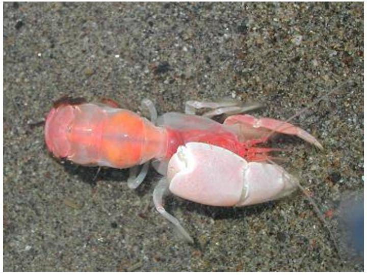 A whale of a success story: Conservation keys annual return | South ...