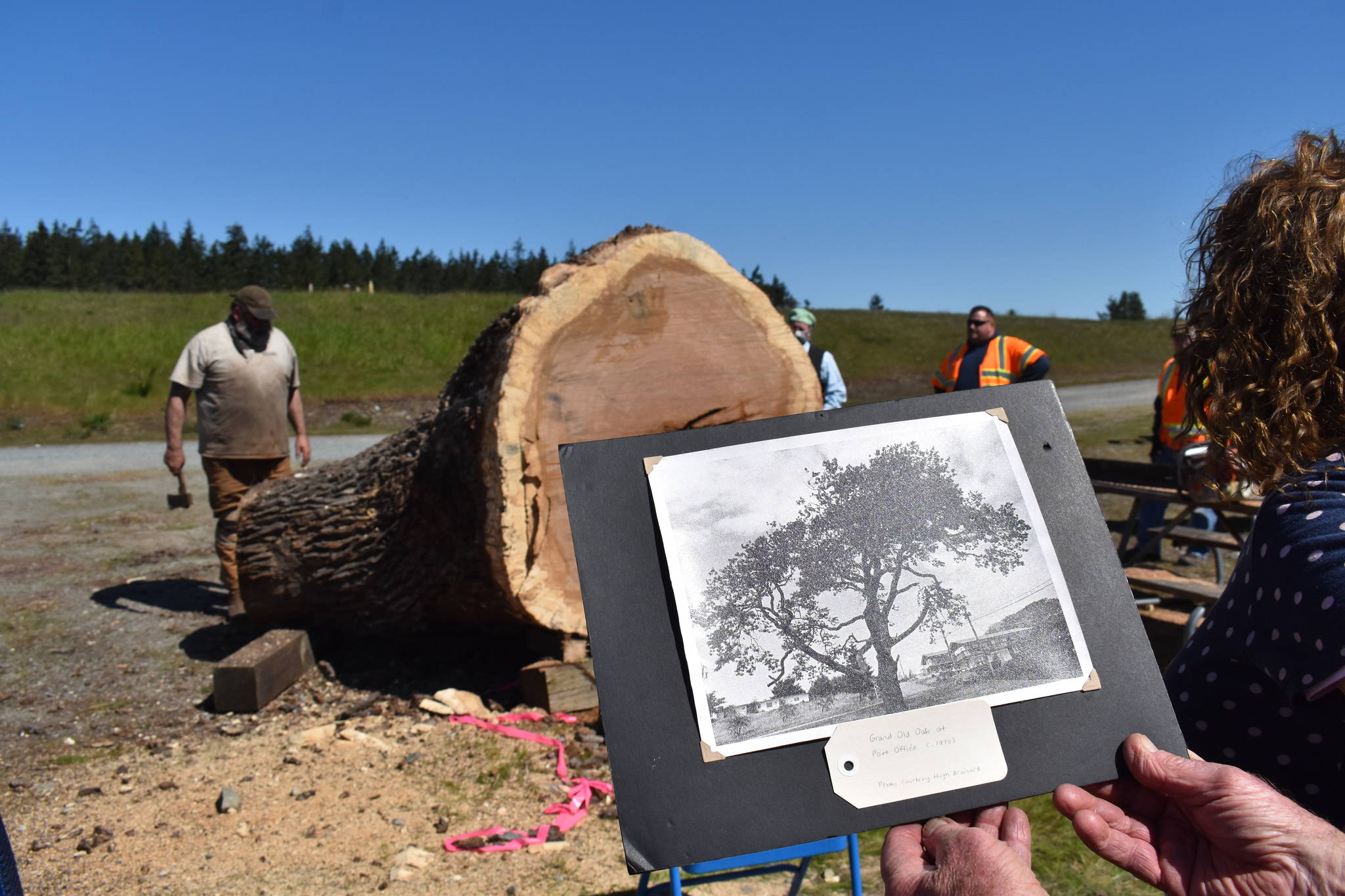 Giant acorn to emerge from felled post office tree | South Whidbey Record