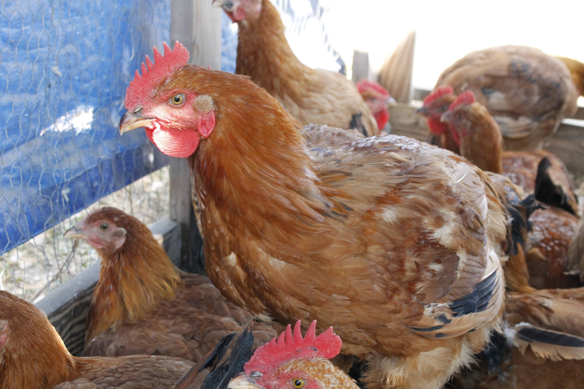 Poultry-purchasing program now available at Organic Farm School | South ...
