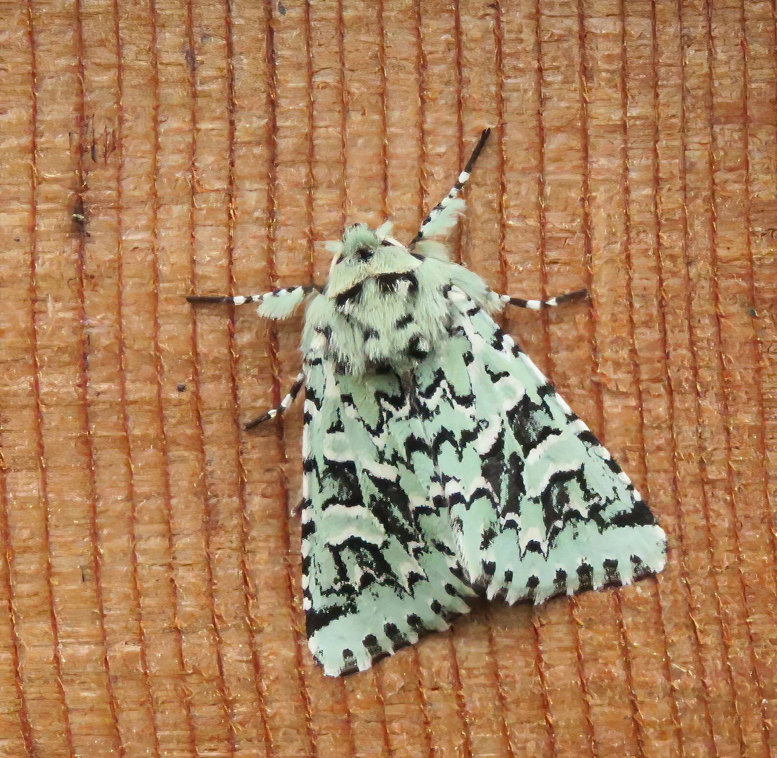 Learn about moths during Sound Water Stewards event | South Whidbey Record