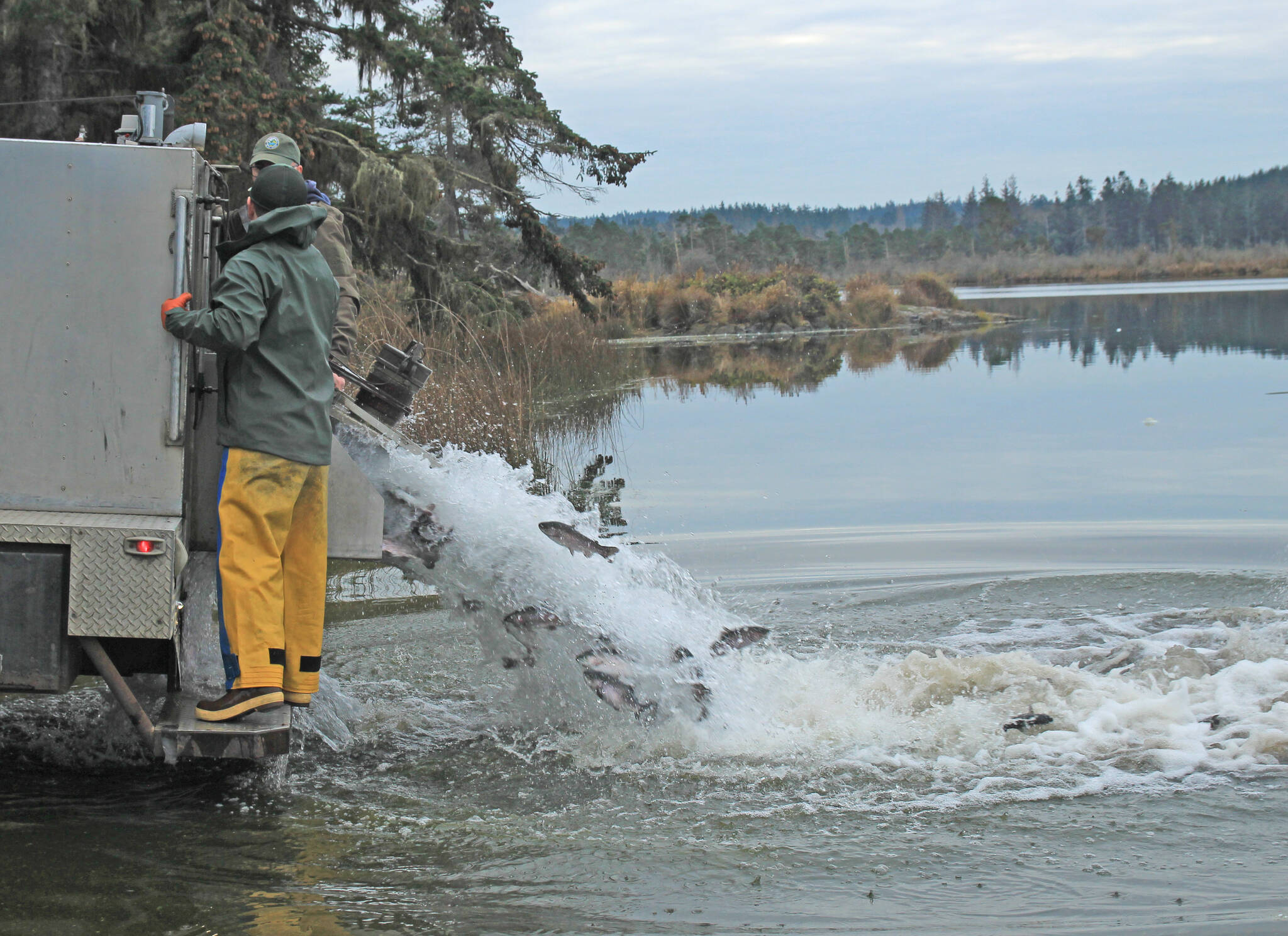 Stocking up on trout | South Whidbey Record