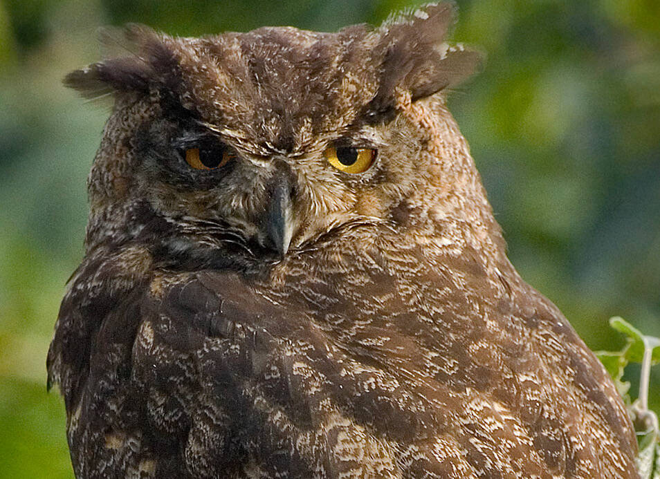 South Whidbey parks and rec warns of aggressive owl | South Whidbey Record
