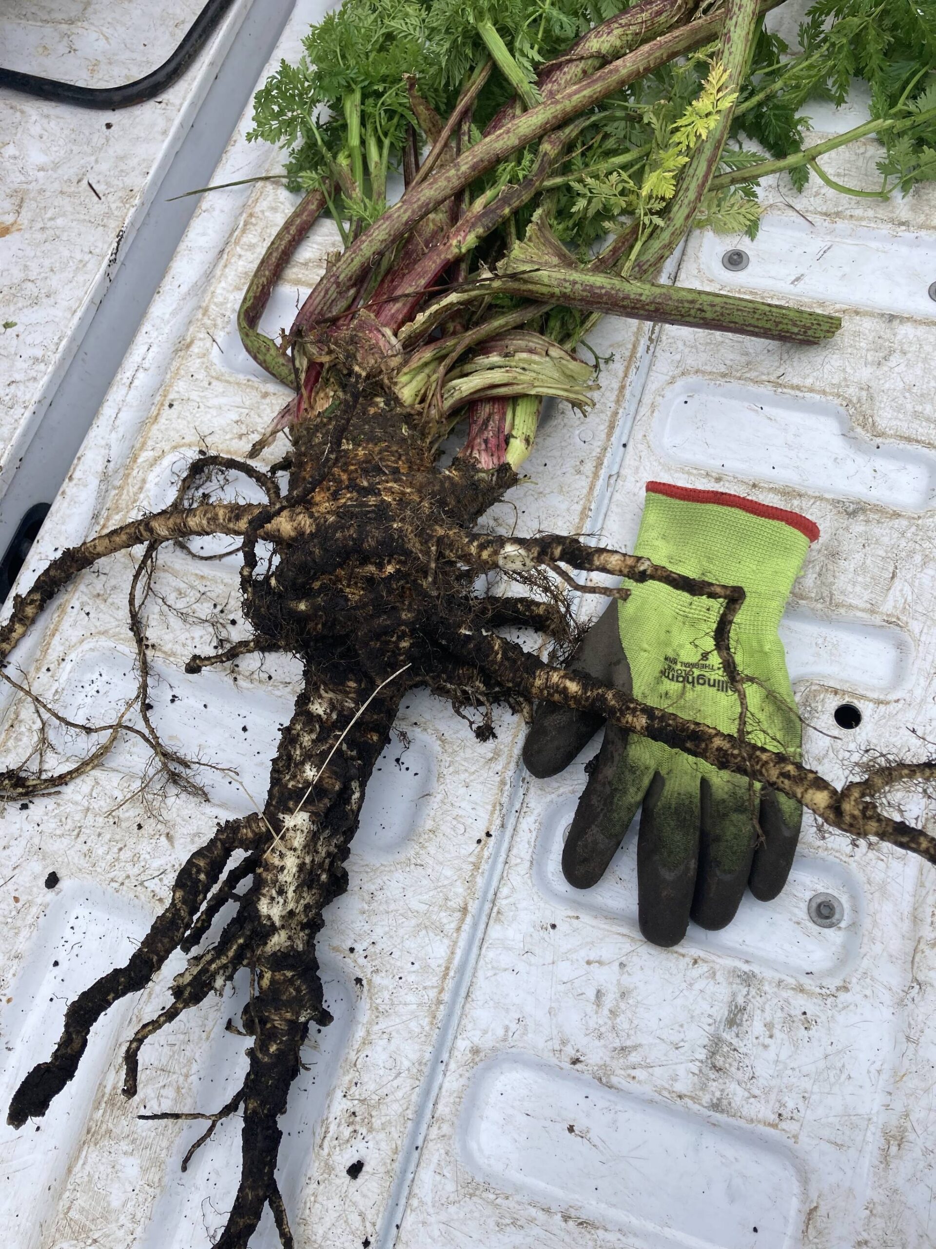 Workshop focuses on poison plant of ancient lore | South Whidbey Record