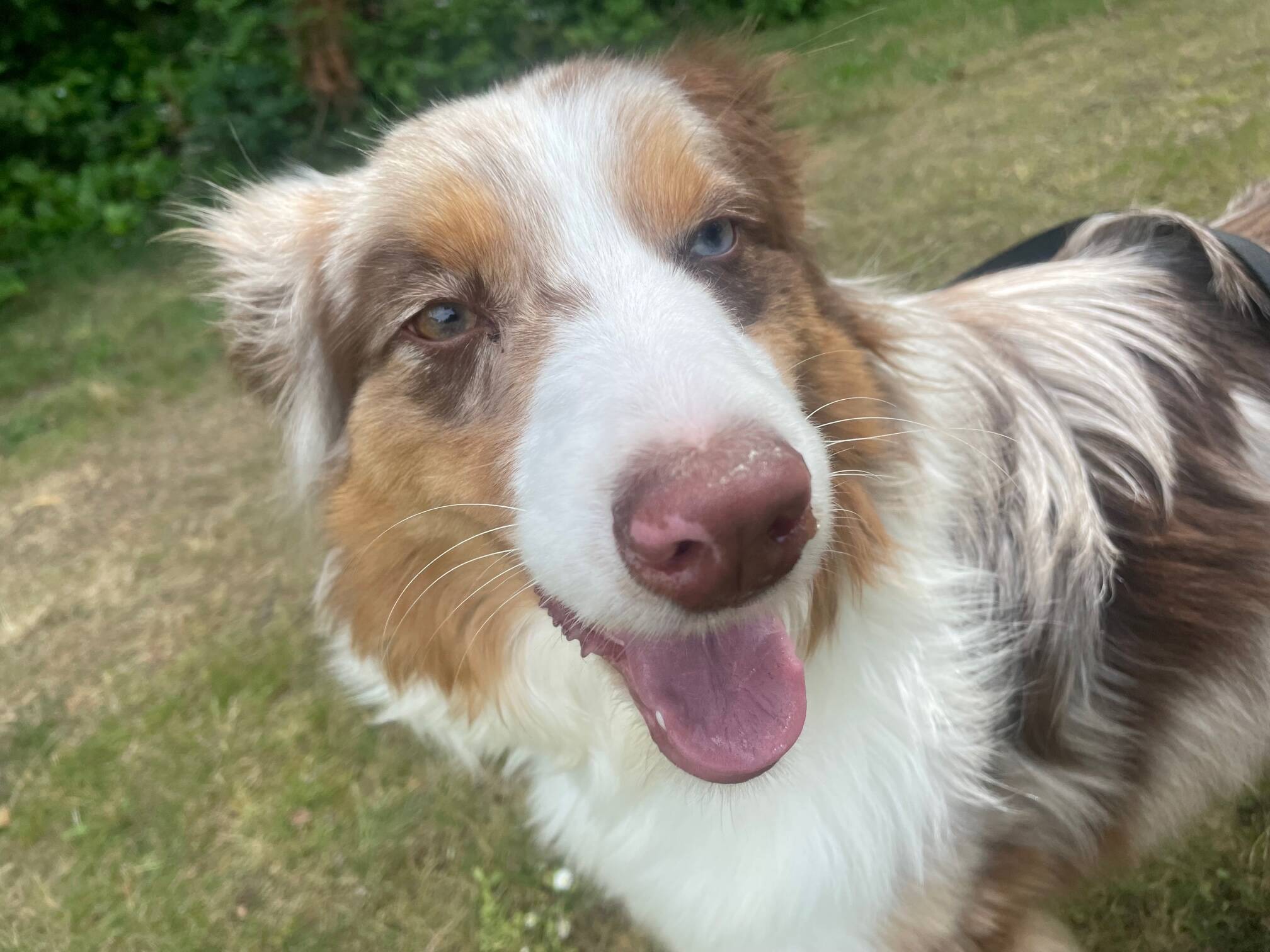 Dogs, cats in limbo as animal cruelty trial delayed | South Whidbey Record