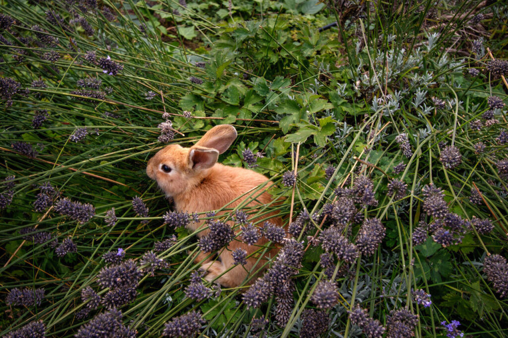 Rabbit disease outbreak hits Langley | South Whidbey Record