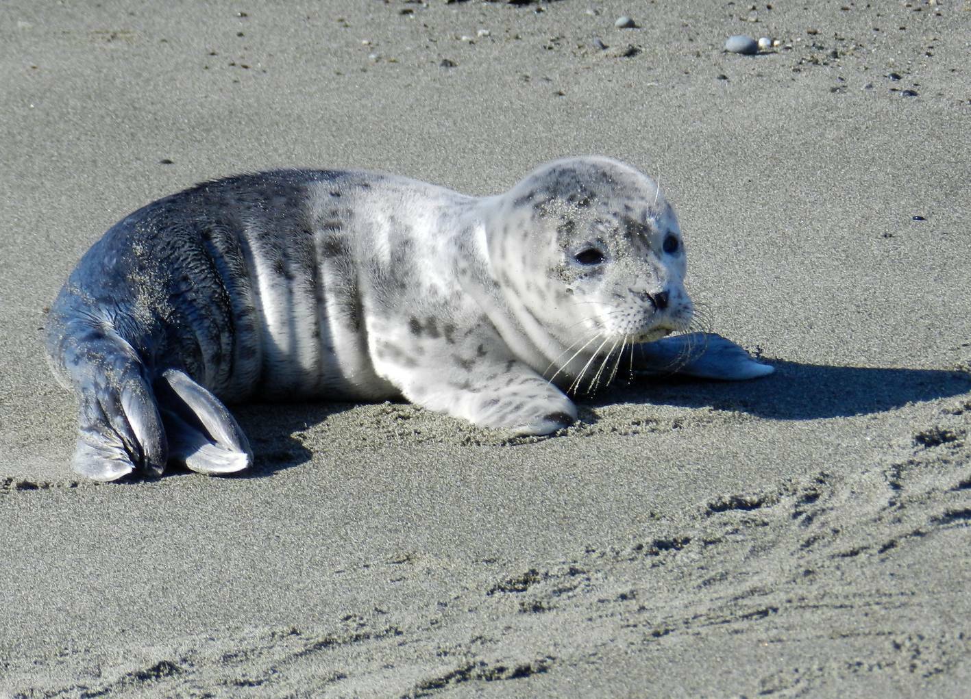 Seal mom’s sad vigil draws attention on Whidbey | South Whidbey Record