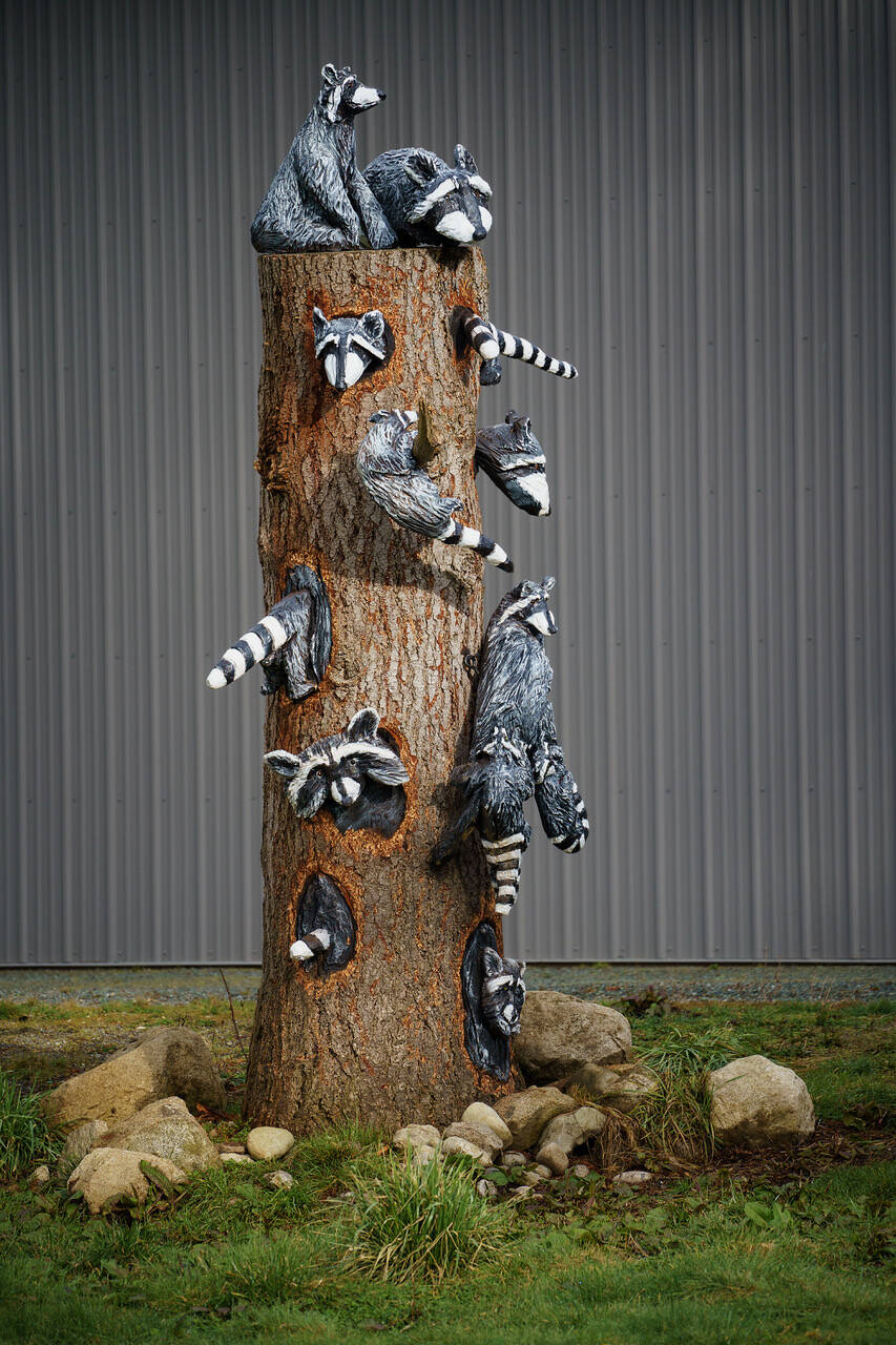 The wild bunch: Raccoon sculptures on Whidbey make big impression ...