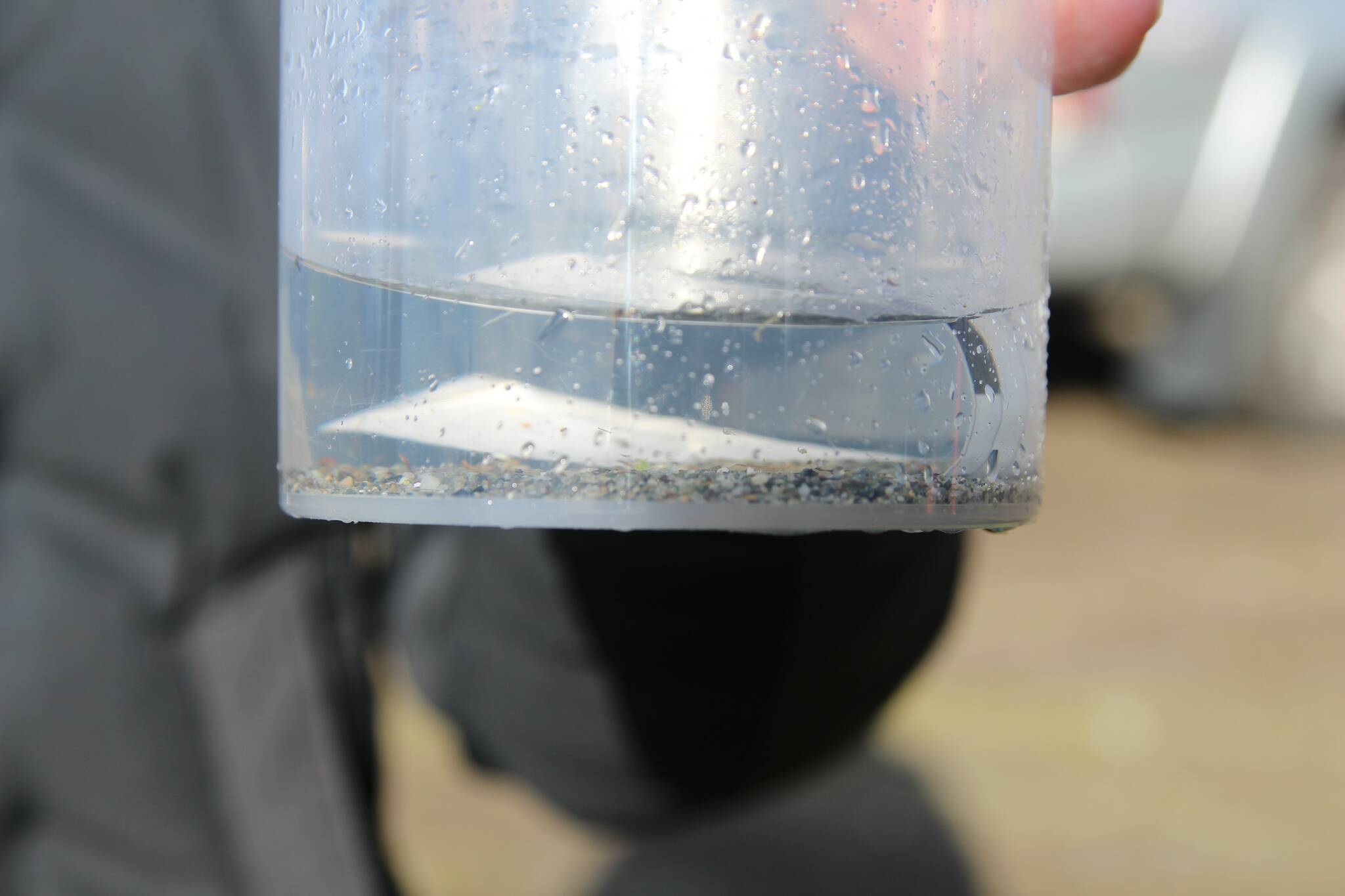 Whidbey volunteers monitor beaches for forage fish eggs | South Whidbey ...
