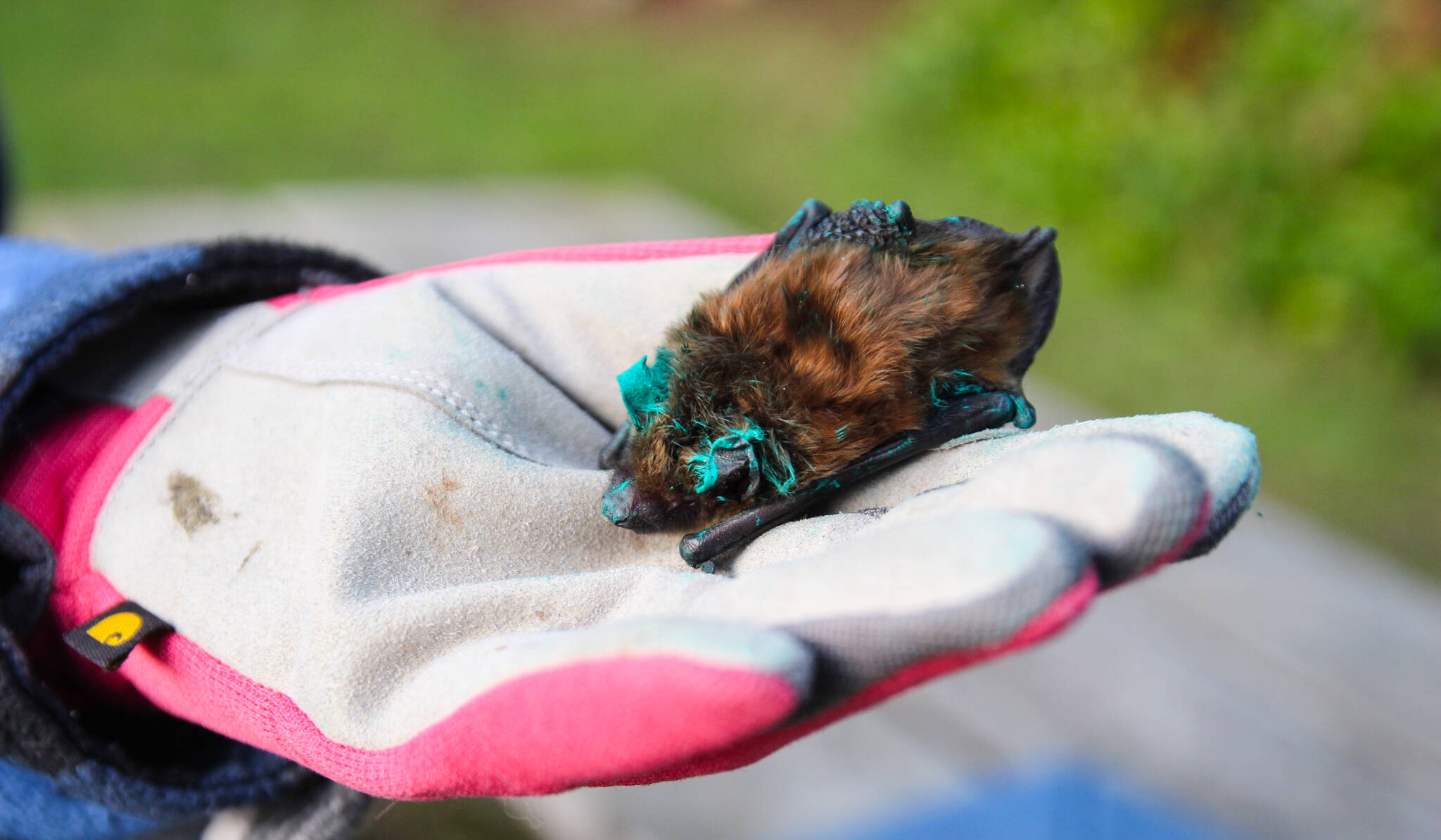 Last bats evicted from North Whidbey home | South Whidbey Record