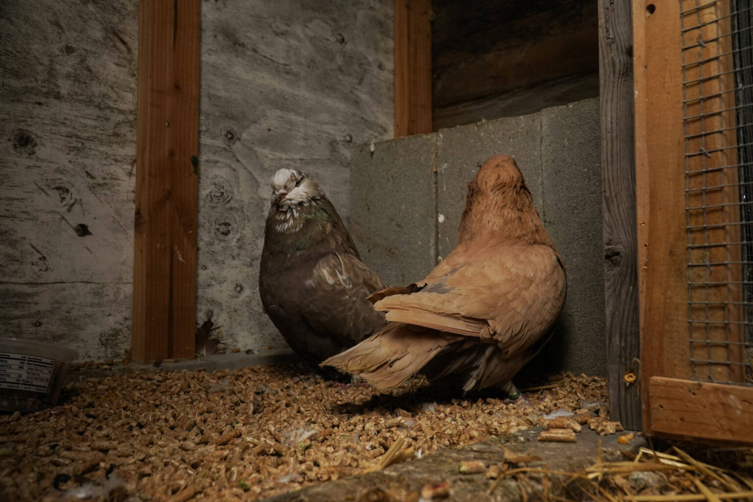 Oak Harbor resident raises rare, ancient pigeons | South Whidbey Record