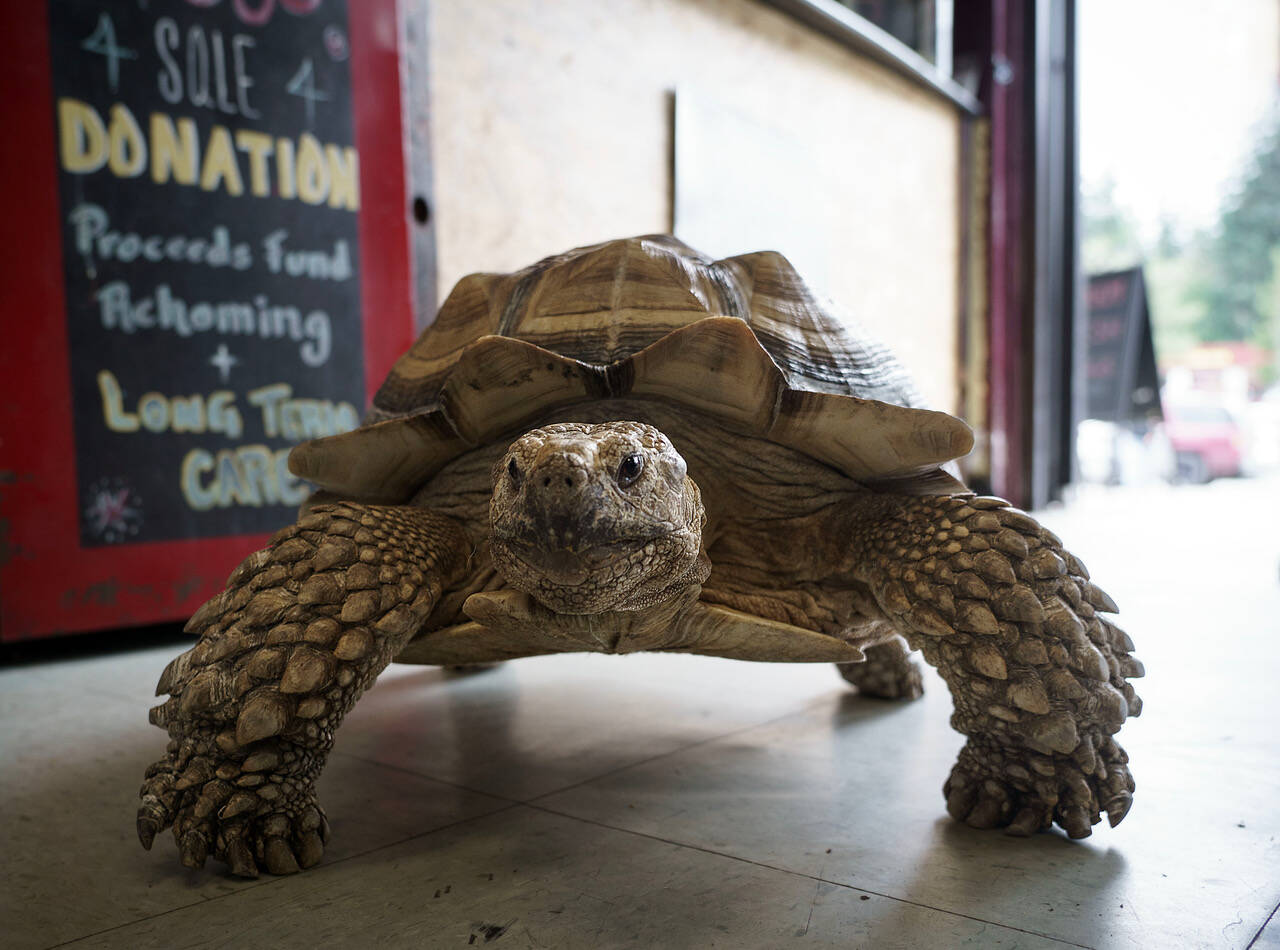 Puppy love: Clinton pet center raises funds for rescue animals | South ...