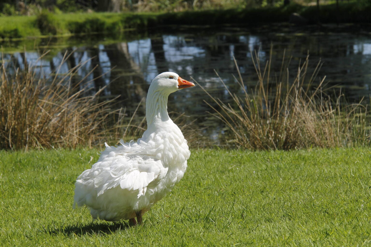 Whidbey woman raises rare geese with curly feathers | South Whidbey Record