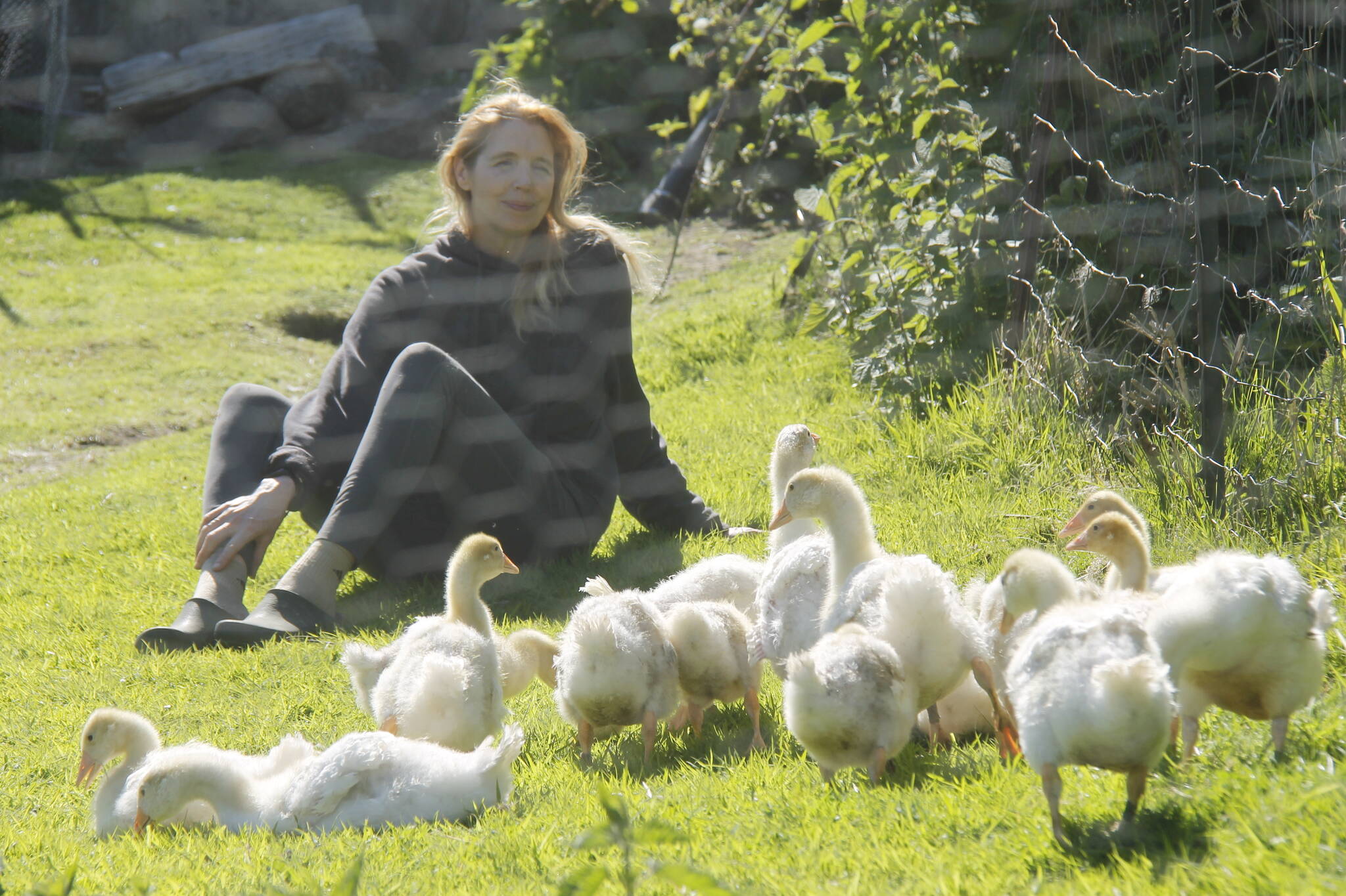 Whidbey woman raises rare geese with curly feathers | South Whidbey Record