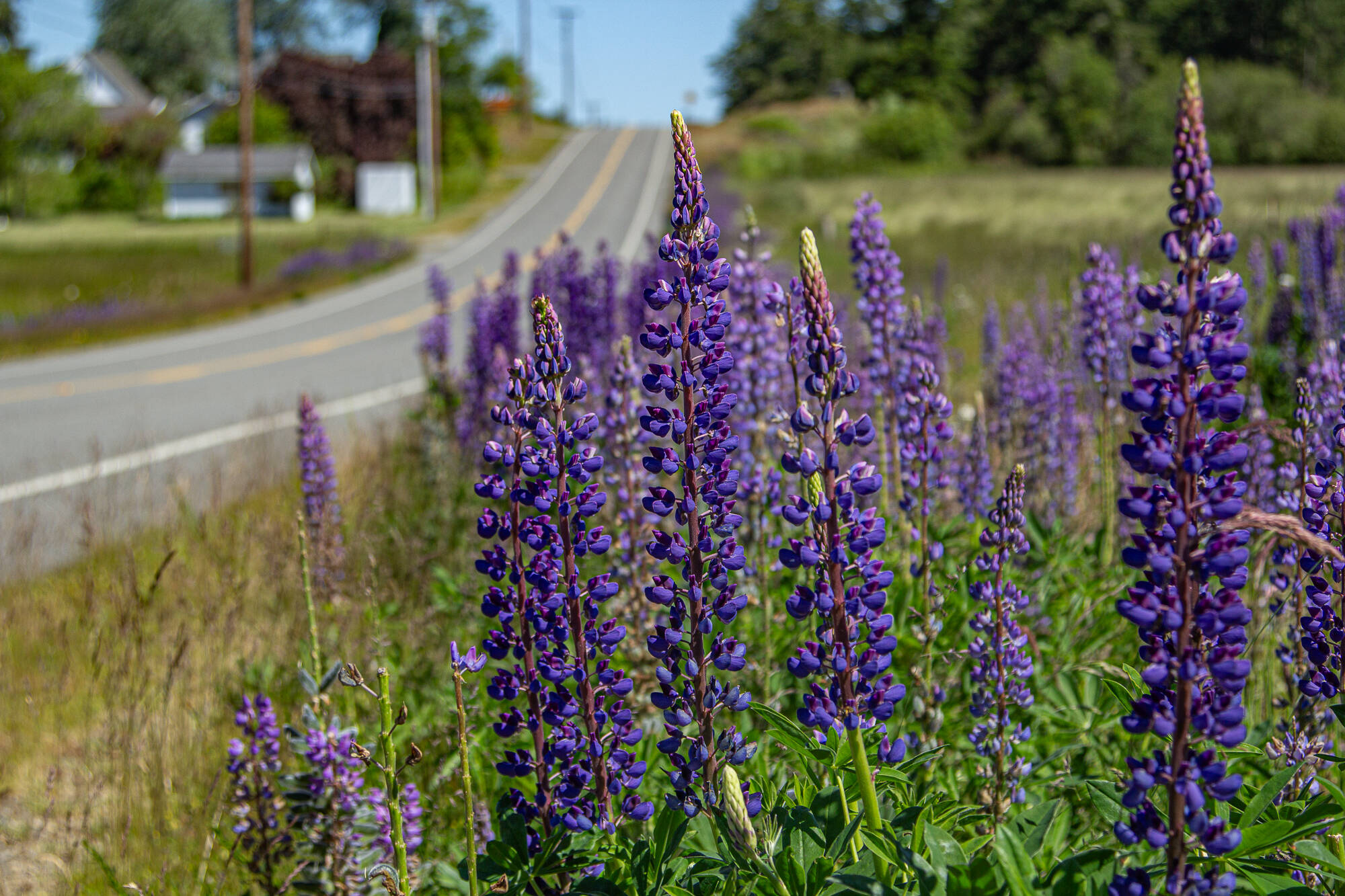 Whidbey wildflowers remain in bloom | South Whidbey Record