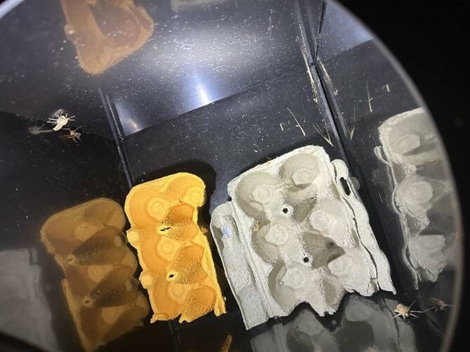 Whidbey provides rare habitat for vulnerable moth | South Whidbey Record