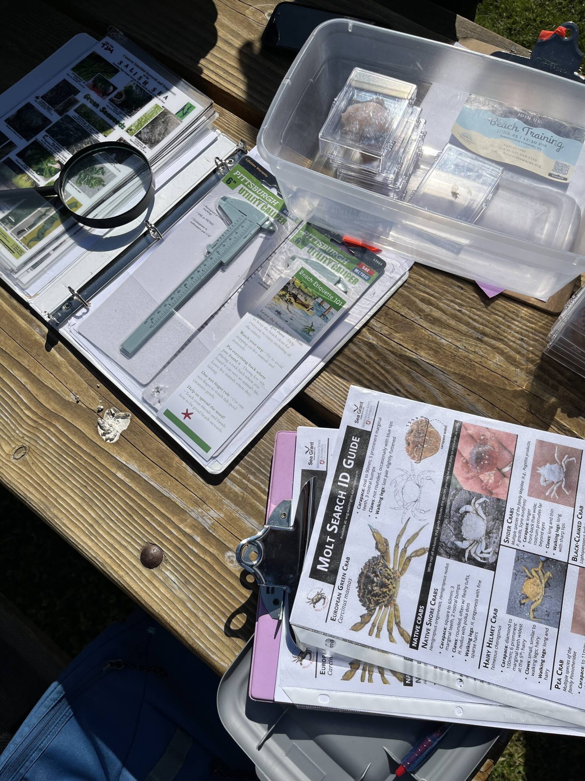 Citizen scientists on the prowl for invasive crab | South Whidbey Record