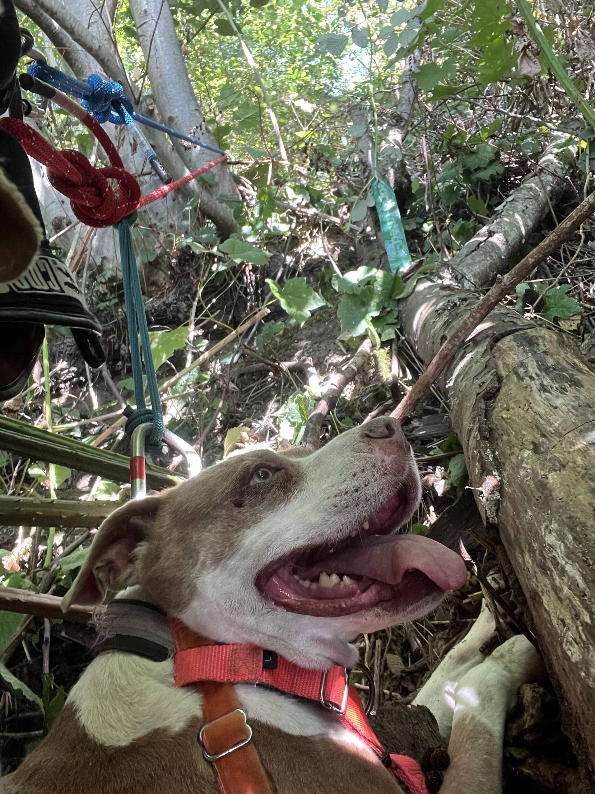 Two dogs saved in rope rescue | South Whidbey Record
