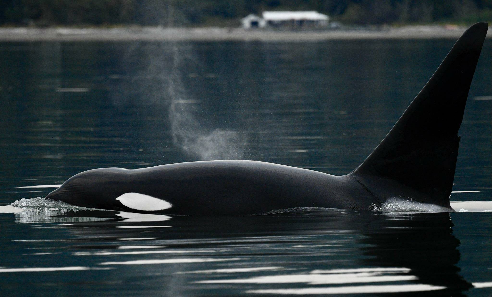 Floating clinic hopes to save orcas | South Whidbey Record