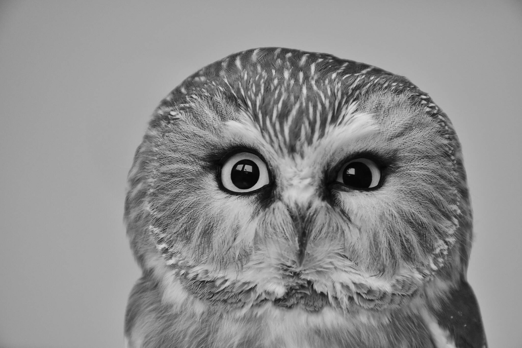 Night watchers: Owl lecture to shine light on Whidbey Island’s eeriest ...