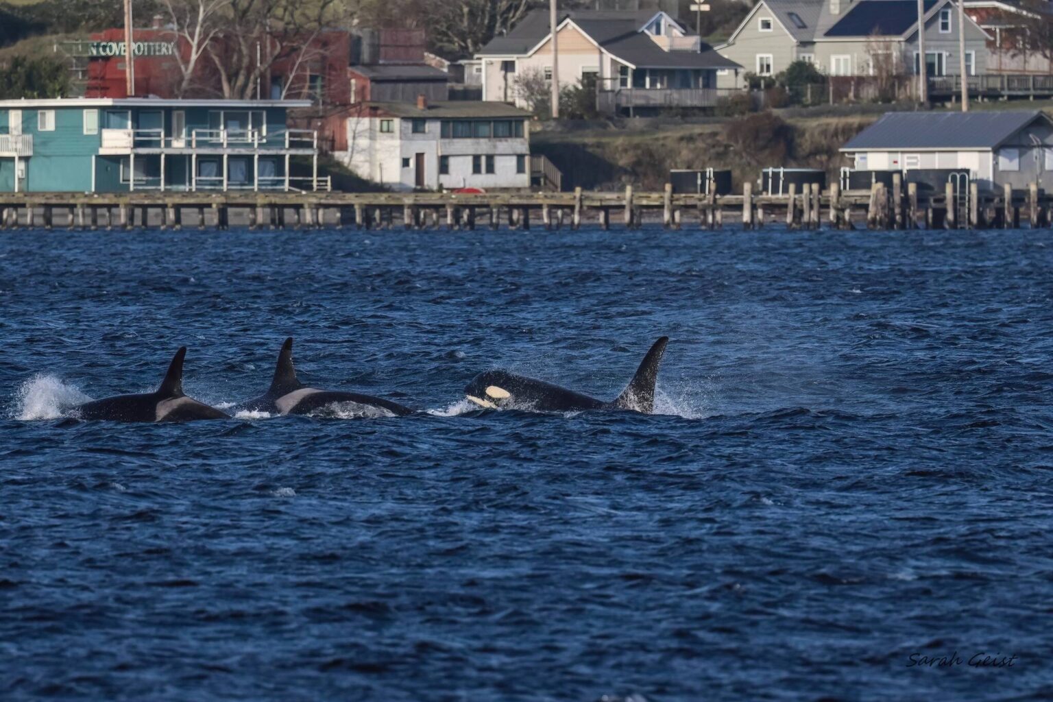Orca family returns to Penn Cove after 50 years | South Whidbey Record