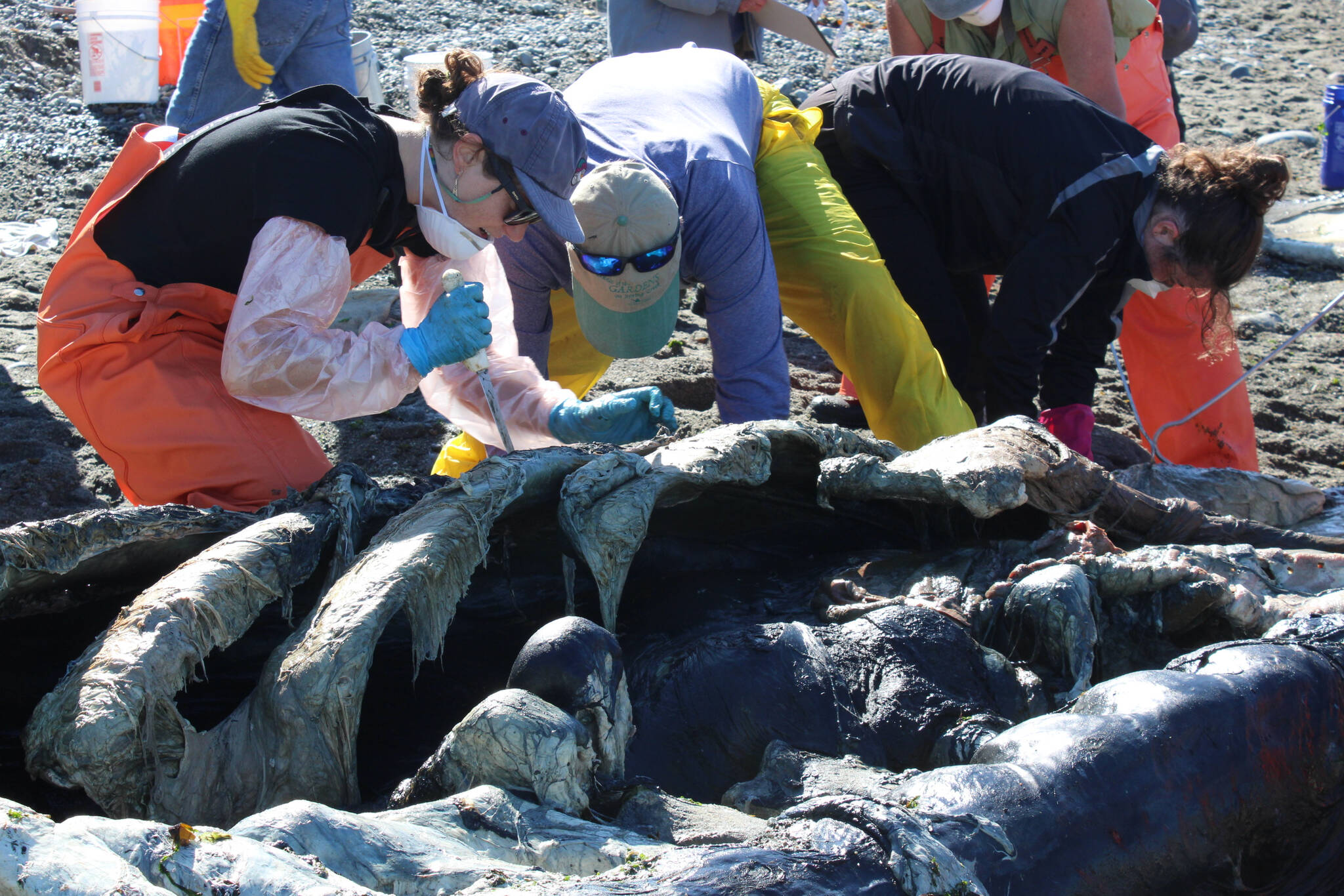 Bones of a behemoth: Volunteers remove skeleton from dead whale | South ...