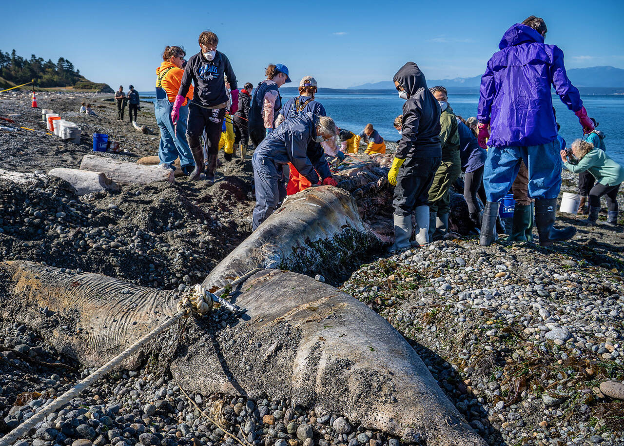 Bones of a behemoth: Volunteers remove skeleton from dead whale | South ...