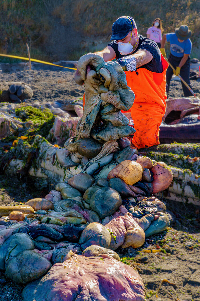 Bones of a behemoth: Volunteers remove skeleton from dead whale | South ...