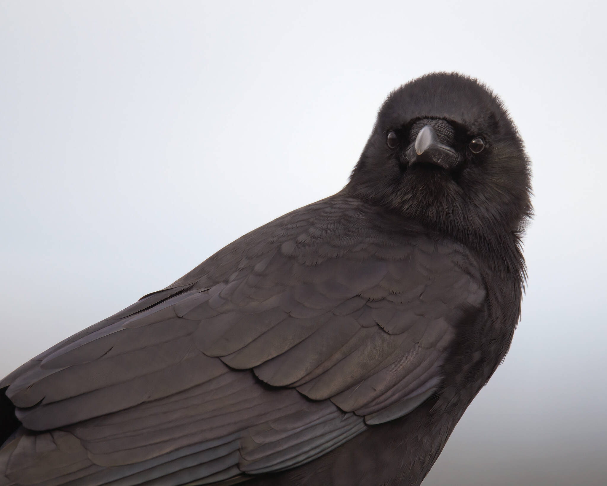 Friendly rivalry persists between crows, gulls | South Whidbey Record