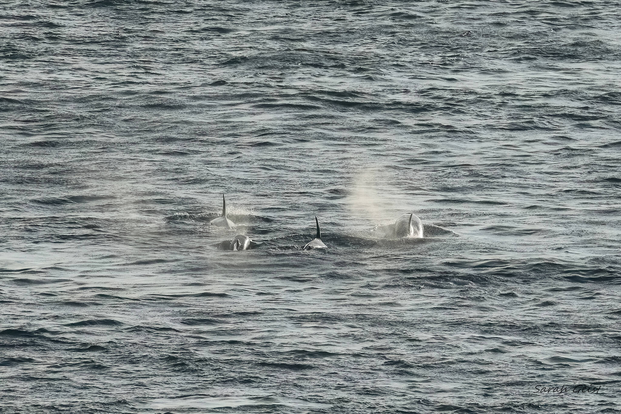 Whidbey woman photographs orcas | South Whidbey Record