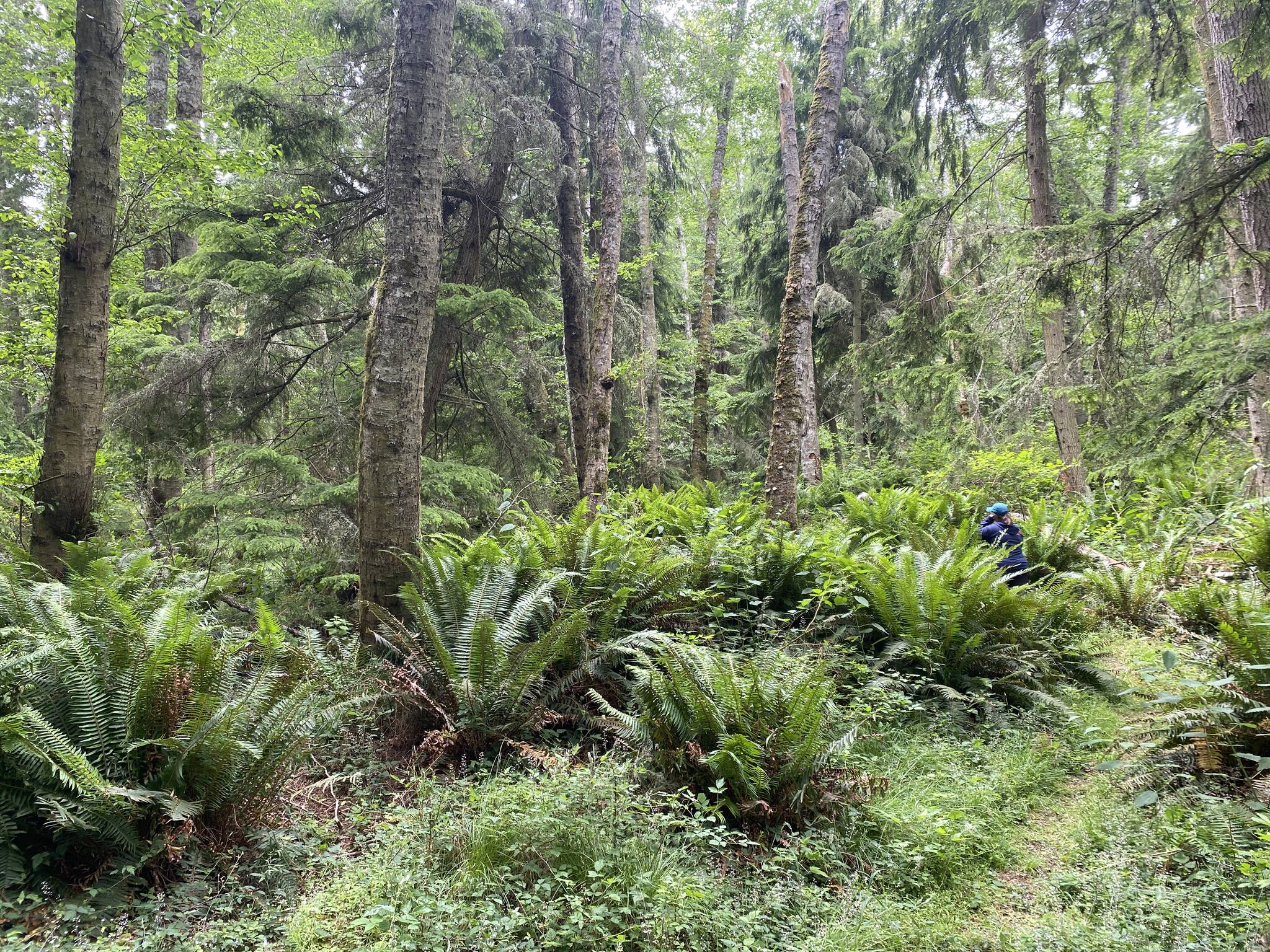 Land Trust completes purchase of Lagoon Point Community Forest | South ...