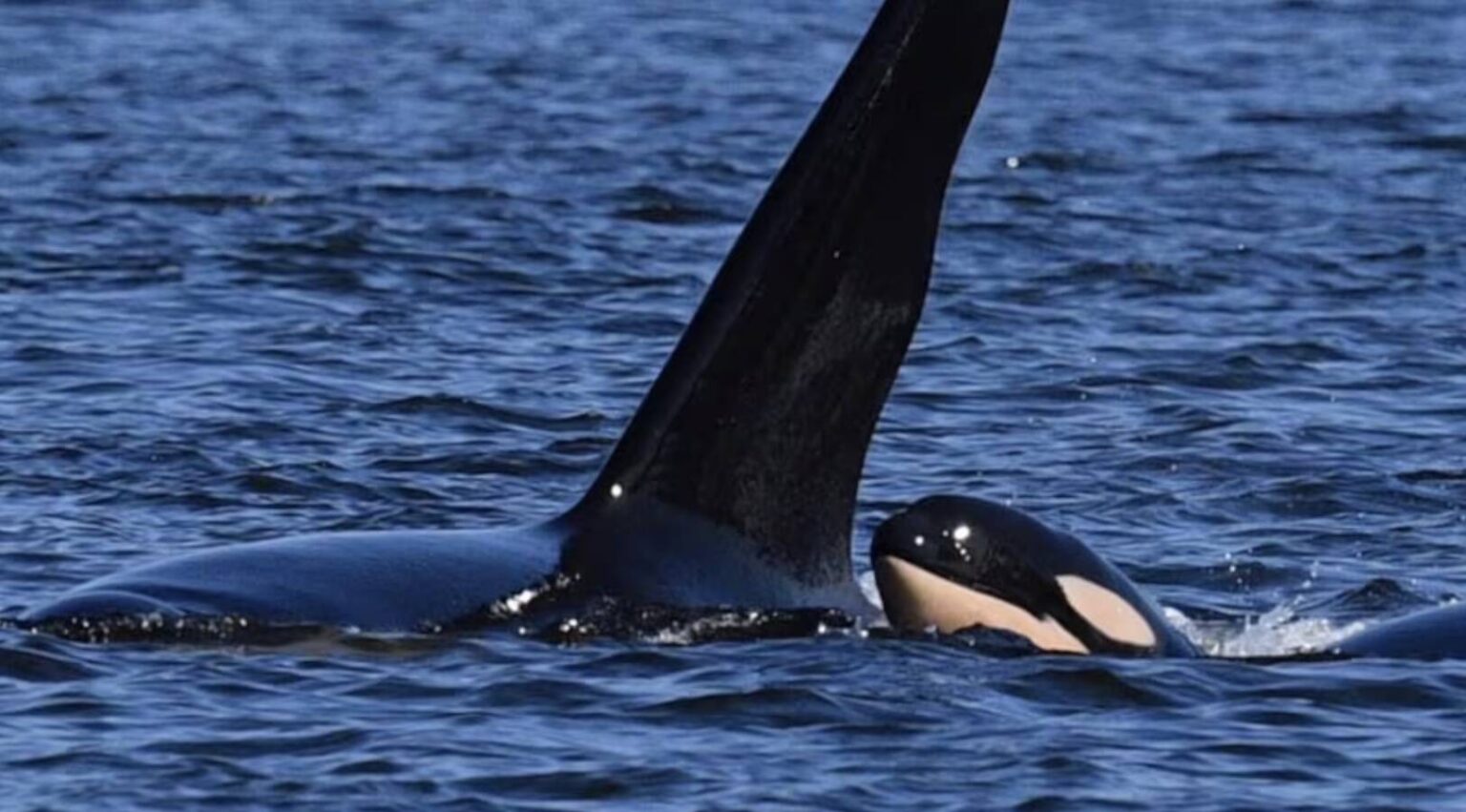 Newborn orca calf spotted near Whidbey | South Whidbey Record