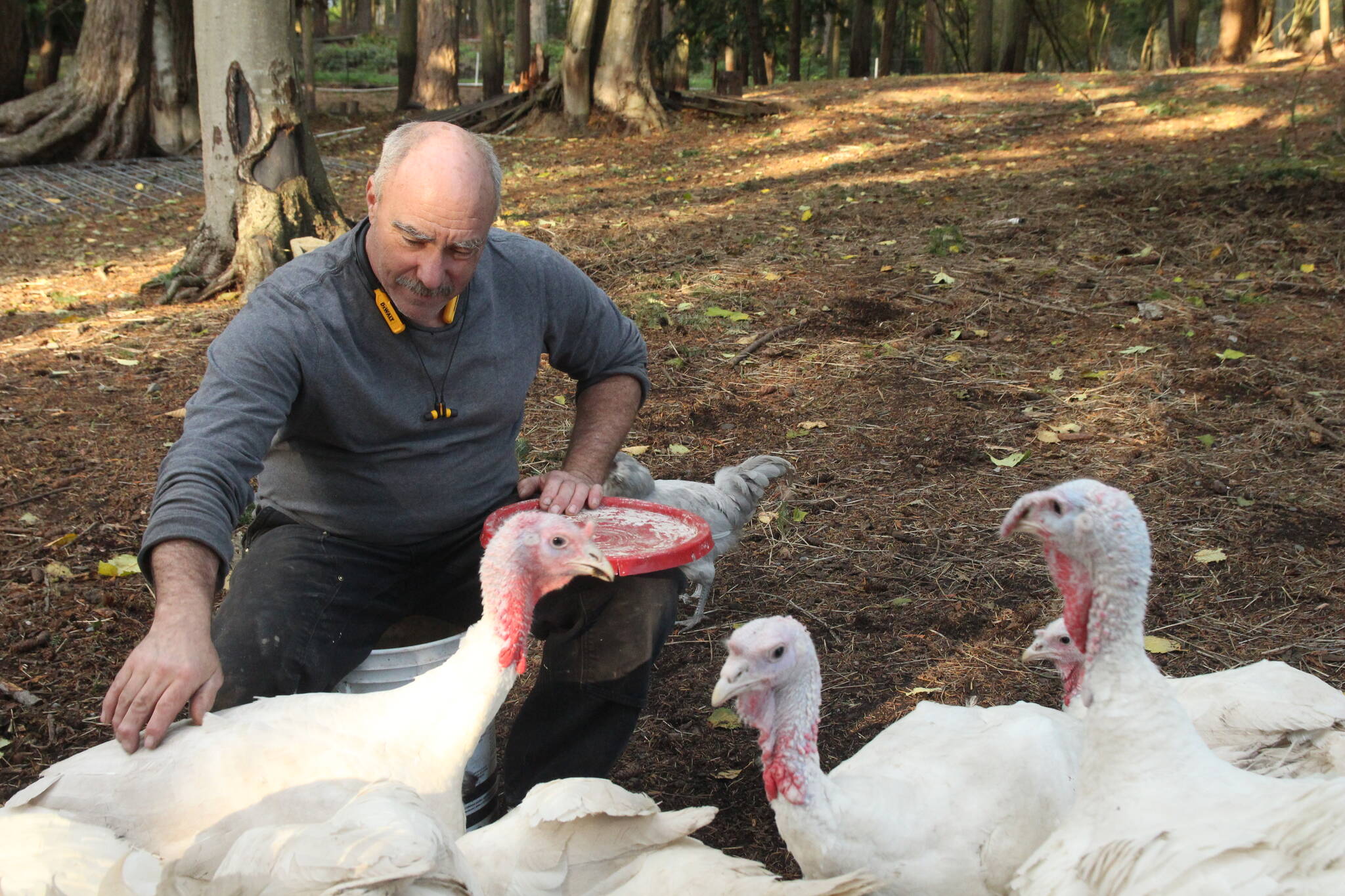 Thanksgiving turkeys raised the right way | South Whidbey Record