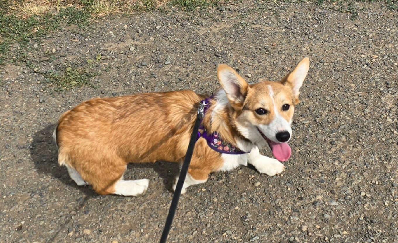 Drowning puppy saved by firefighters in Coupeville | South Whidbey Record