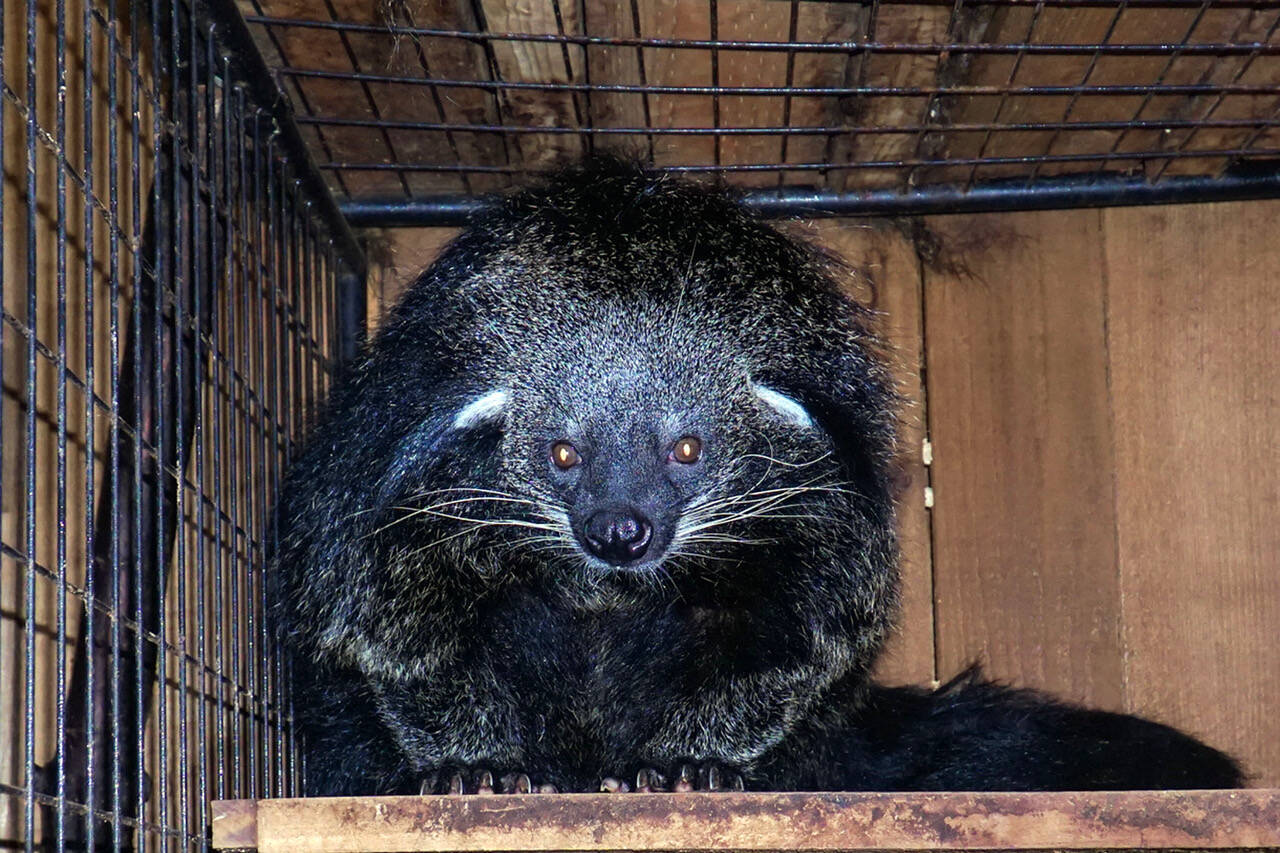 ‘Bearcat’ bite at North Whidbey sanctuary spawns lawsuit | South ...