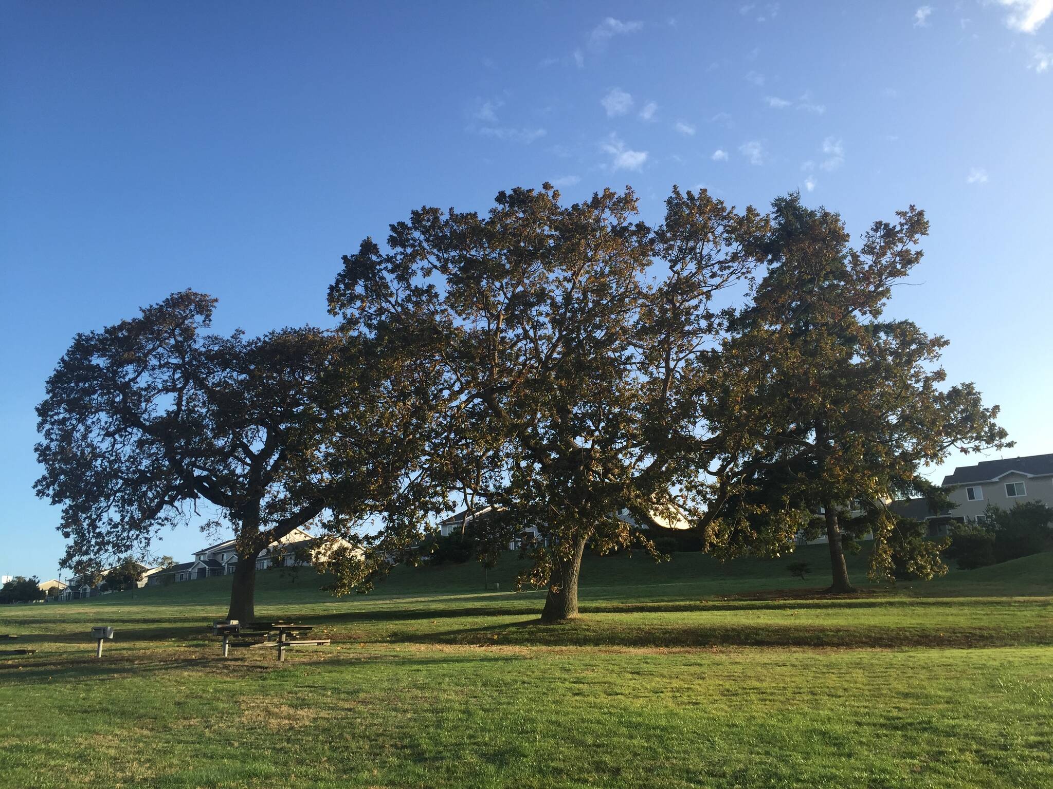 City survey to gauge oak tree attitudes | South Whidbey Record