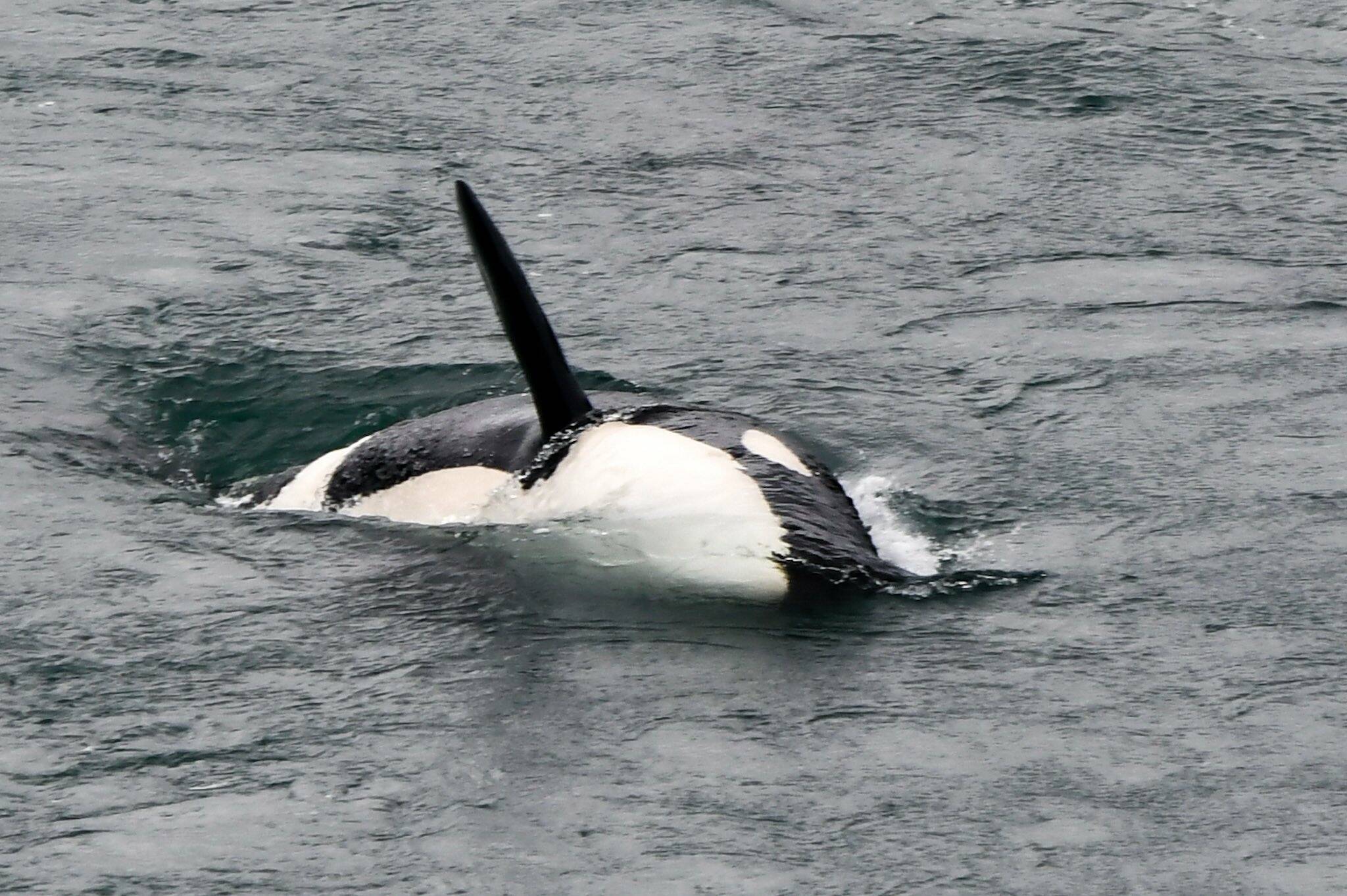 Orcas thrill onlookers at Deception Pass | South Whidbey Record