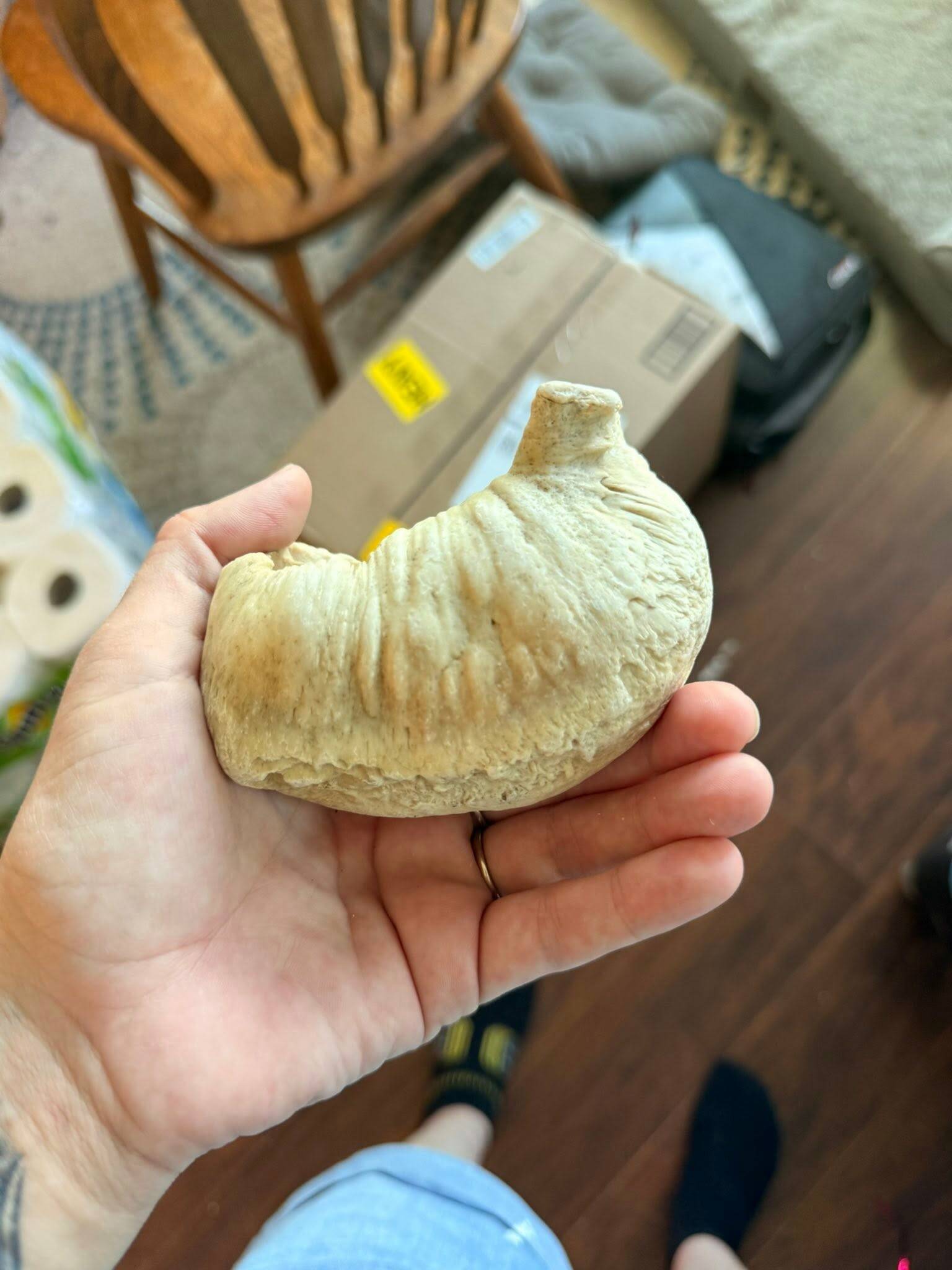 Beach find puzzles whale experts | South Whidbey Record